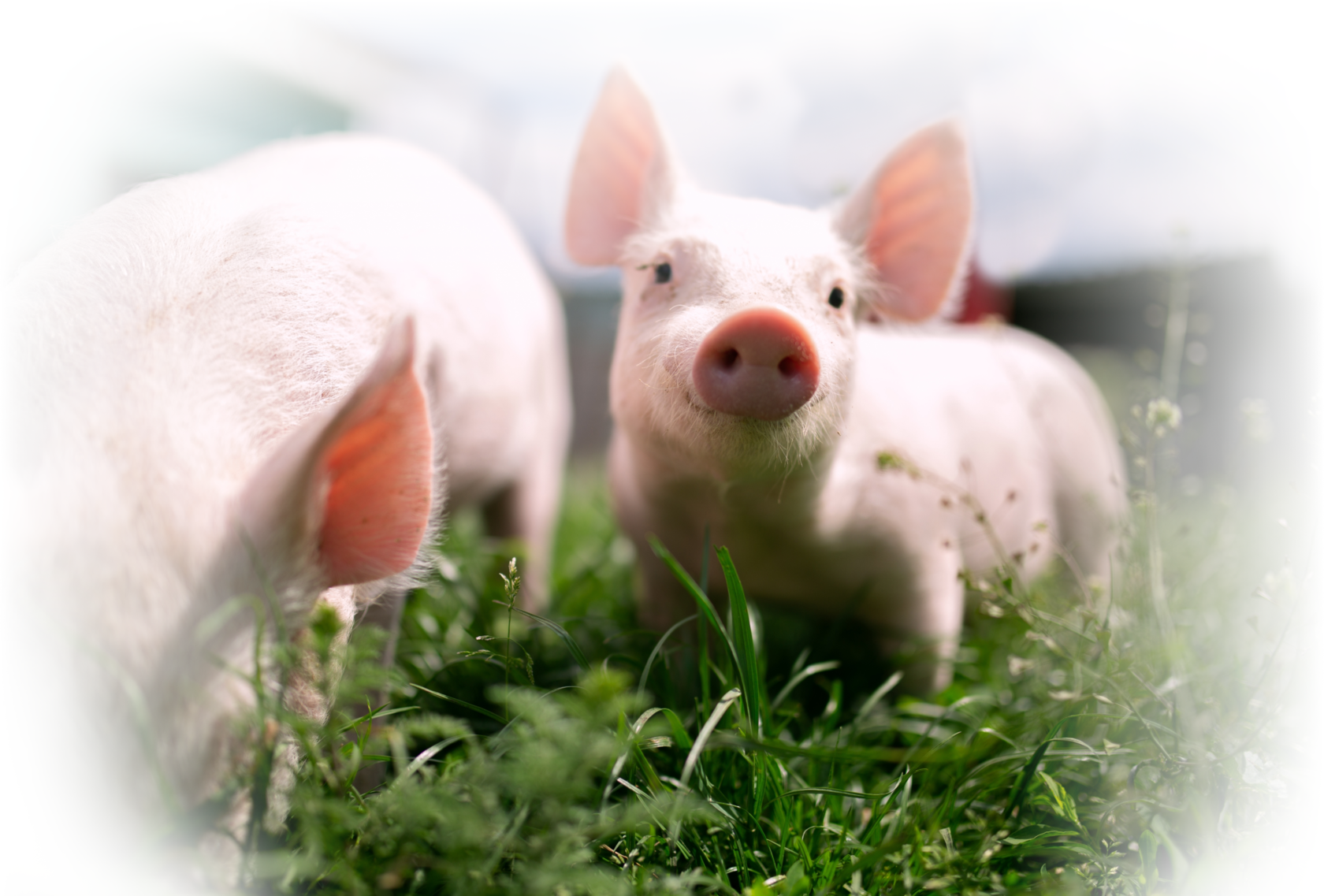 Early Pig Cough and Aggression Detection using AI — EMBLE AI