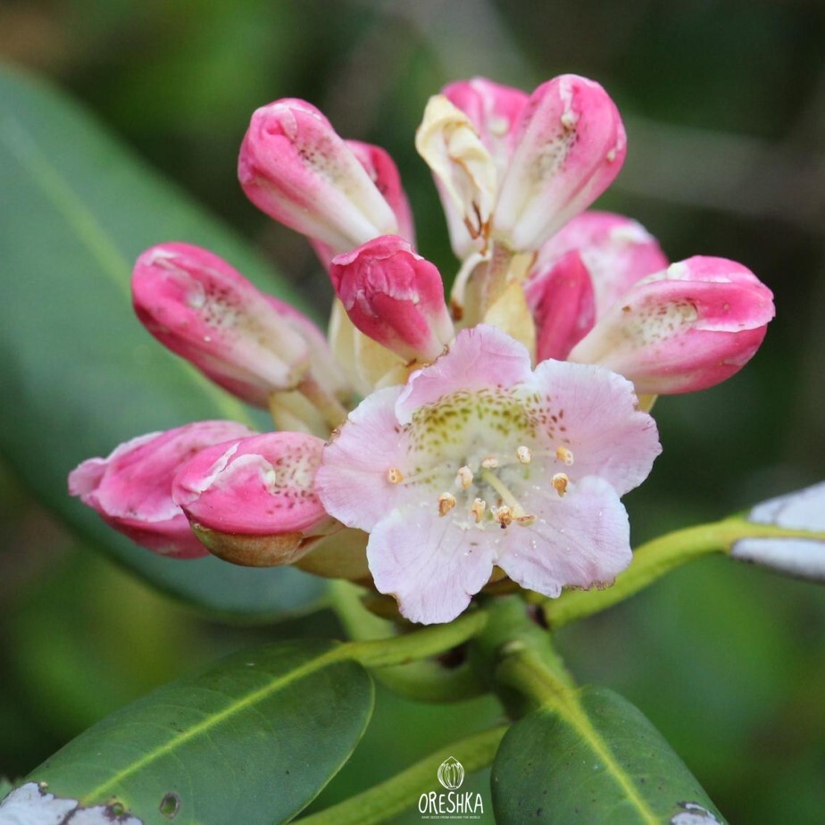 Buy Organic Rhododendron brachycarpum Seeds: The Evergreen Beauty ...