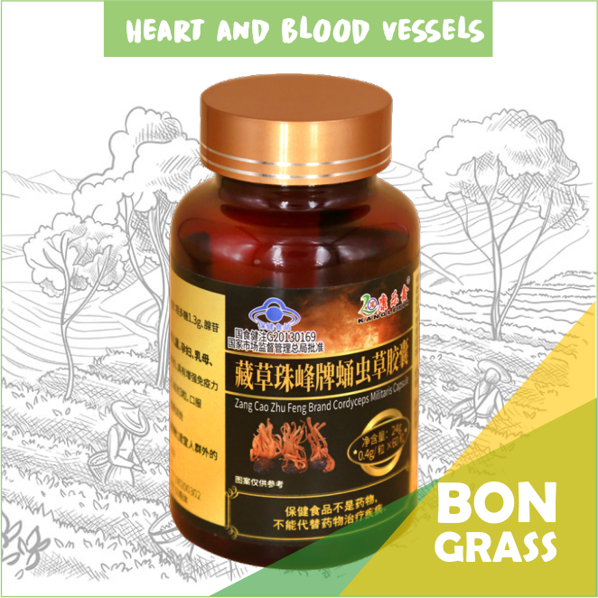 Кордицепс Zang Cao Zhu Feng Cordyceps Militaris Capsule Приобрести в ...