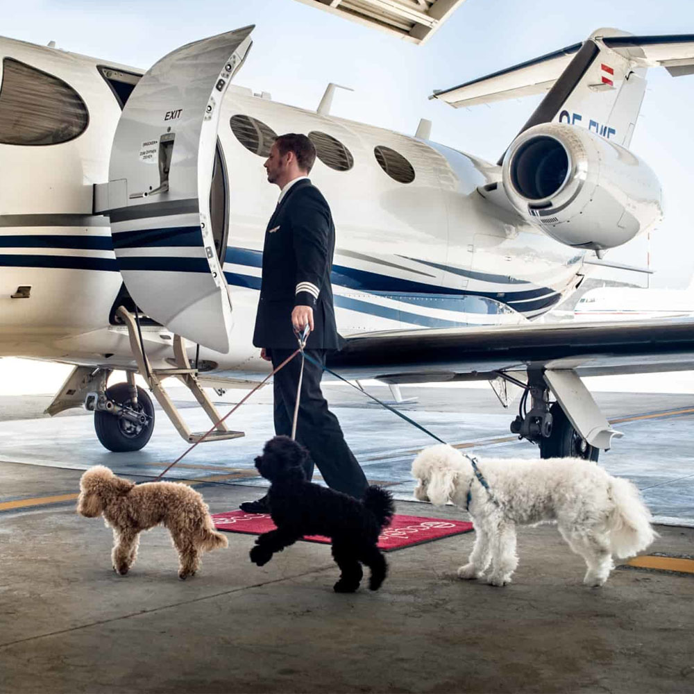 Pet-Friendly Charter 🛩️ Vector Jet