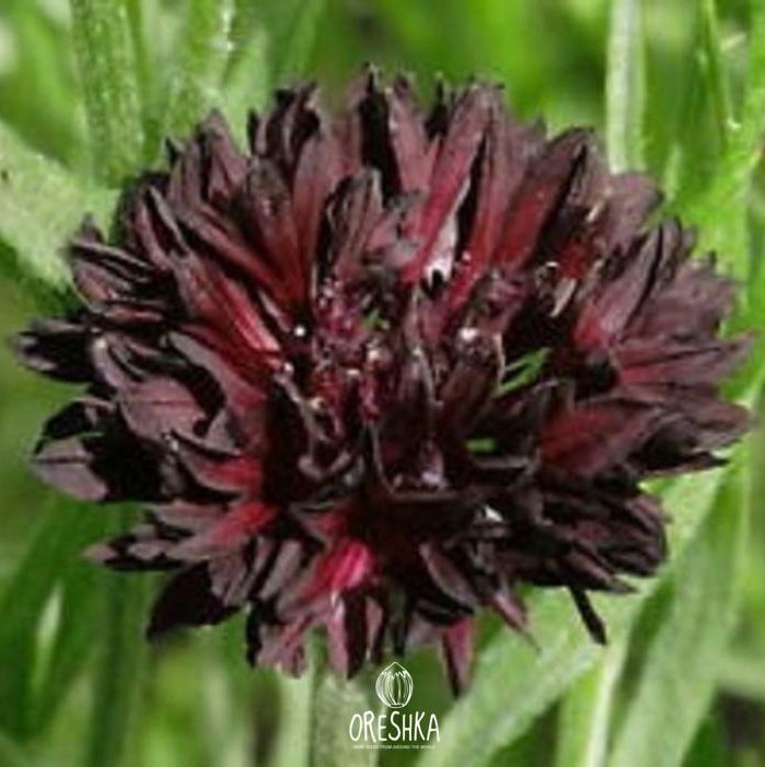 Buy Organic Centaurea Black Flower Seeds - Grow Stunning Cornflowers ...