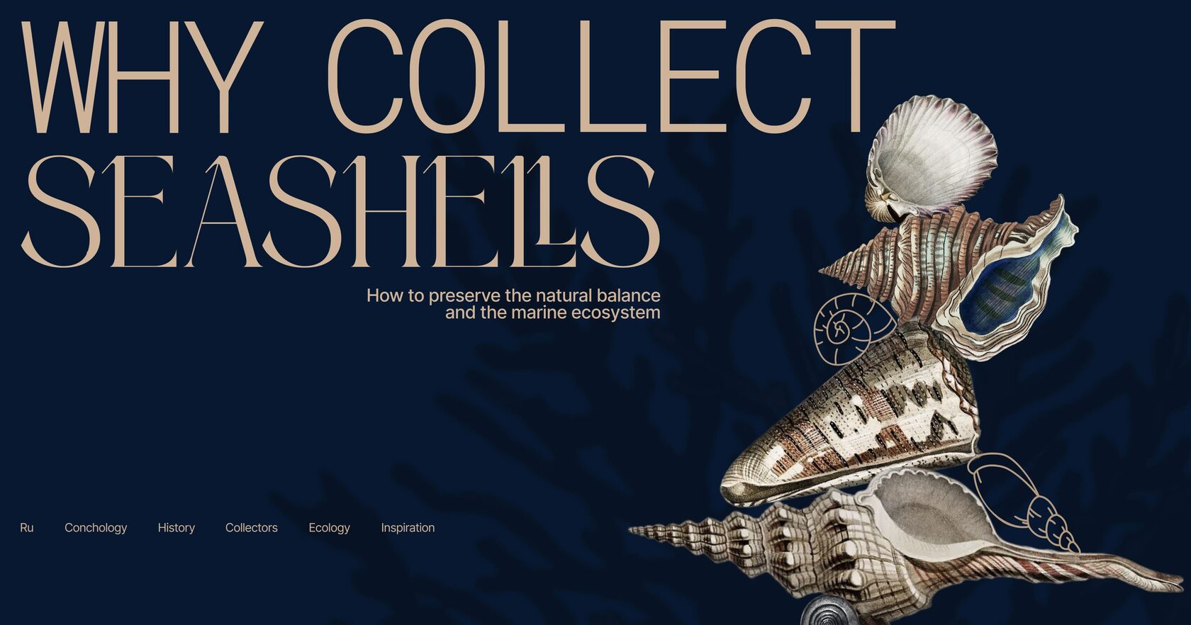 Why collect seashells