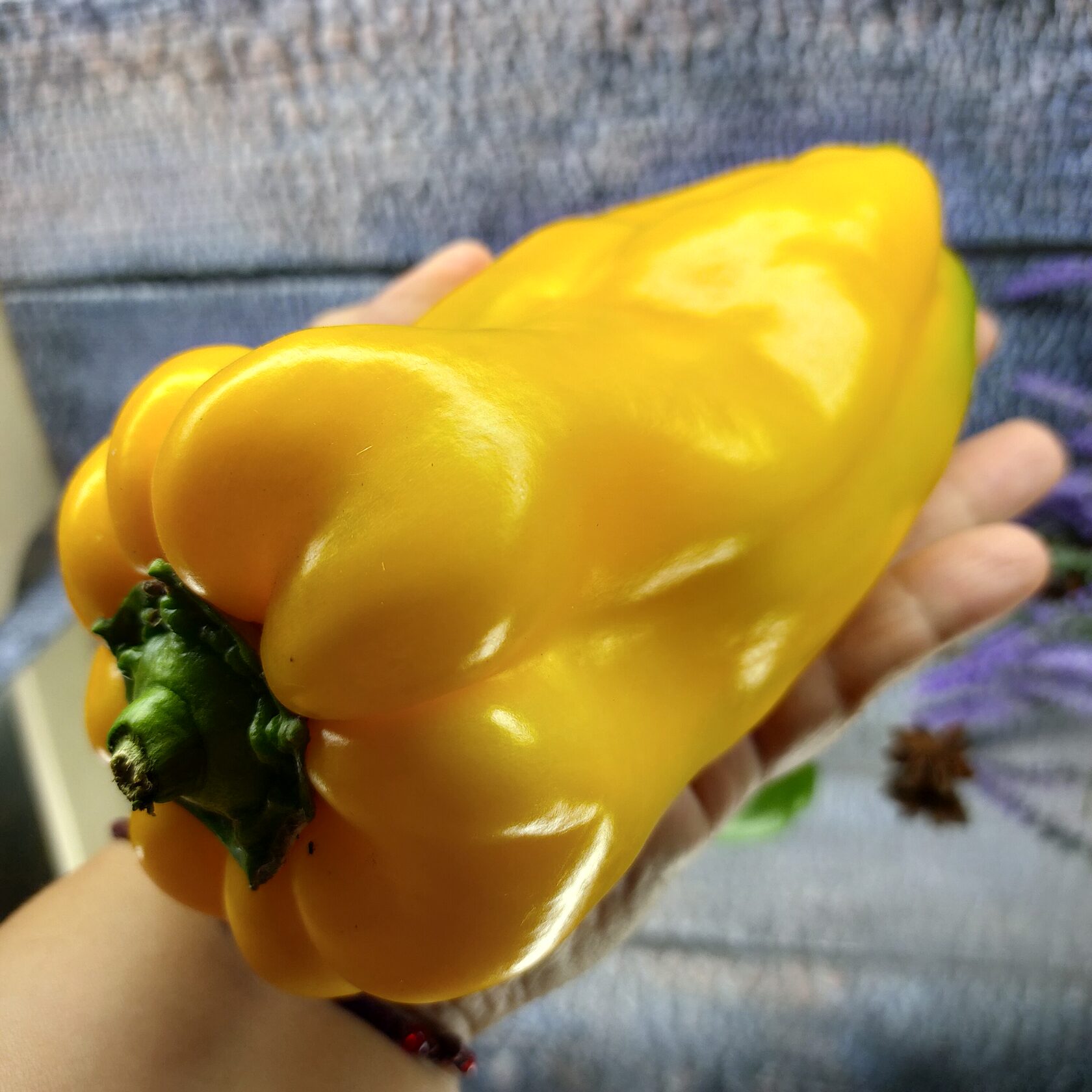 Сладкий перец Носера Джиалло