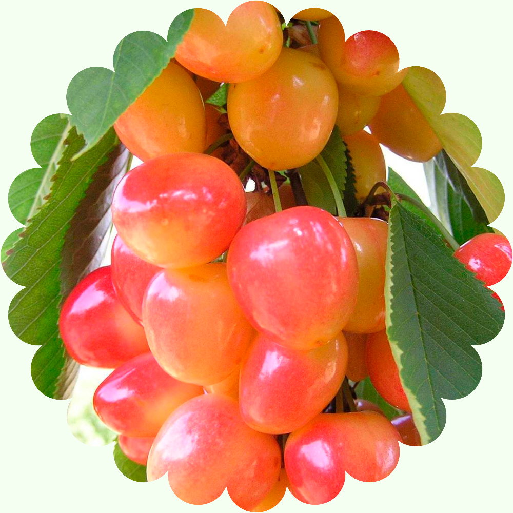 Черешня Франц Иосиф