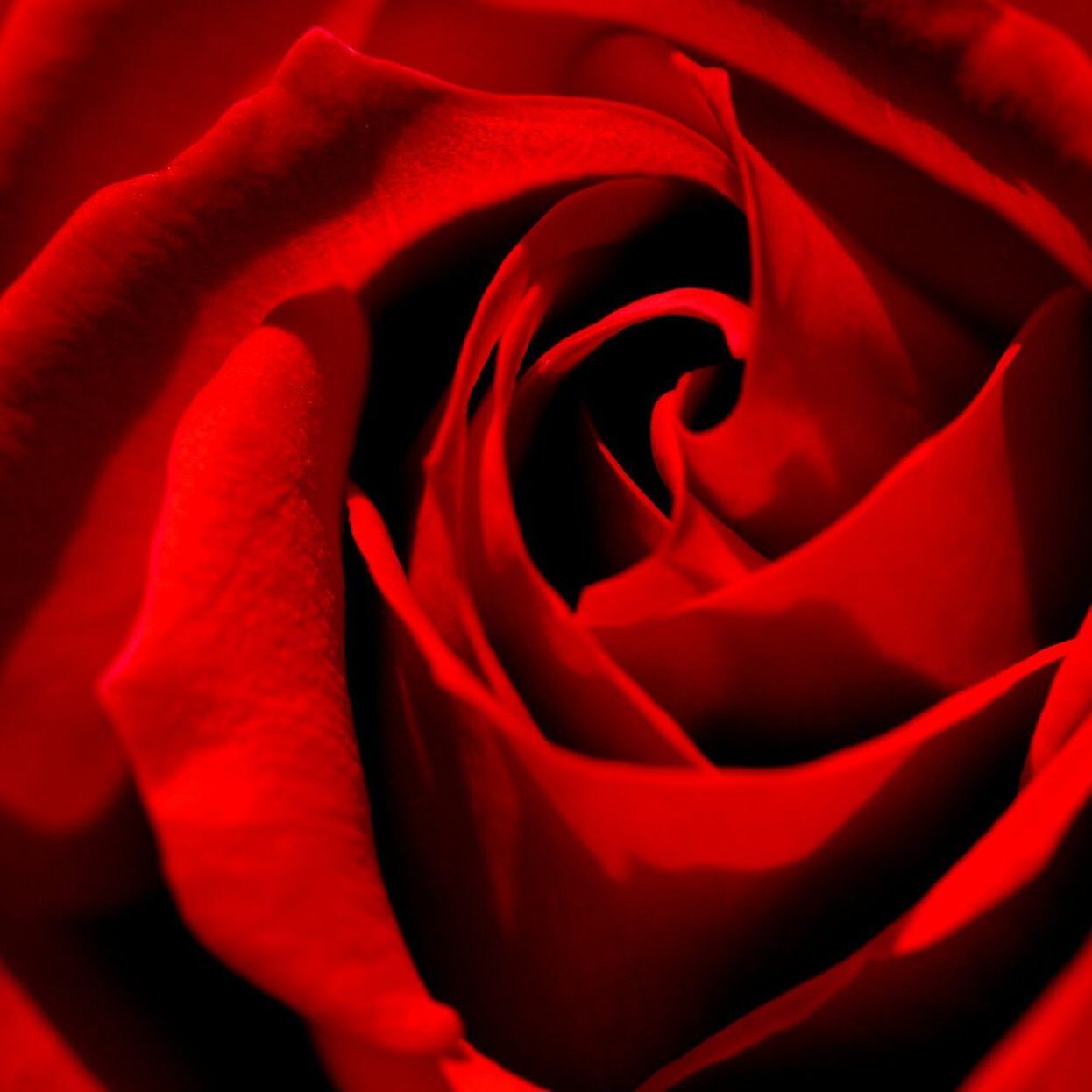 The Meaning of Rose Colors