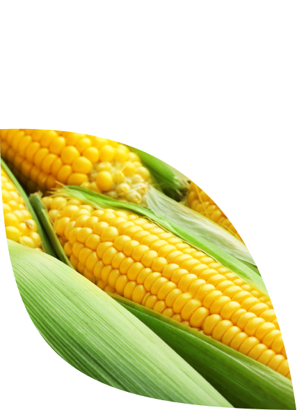 Lider w zakupie i sprzedaży produktów rolnych | biograin