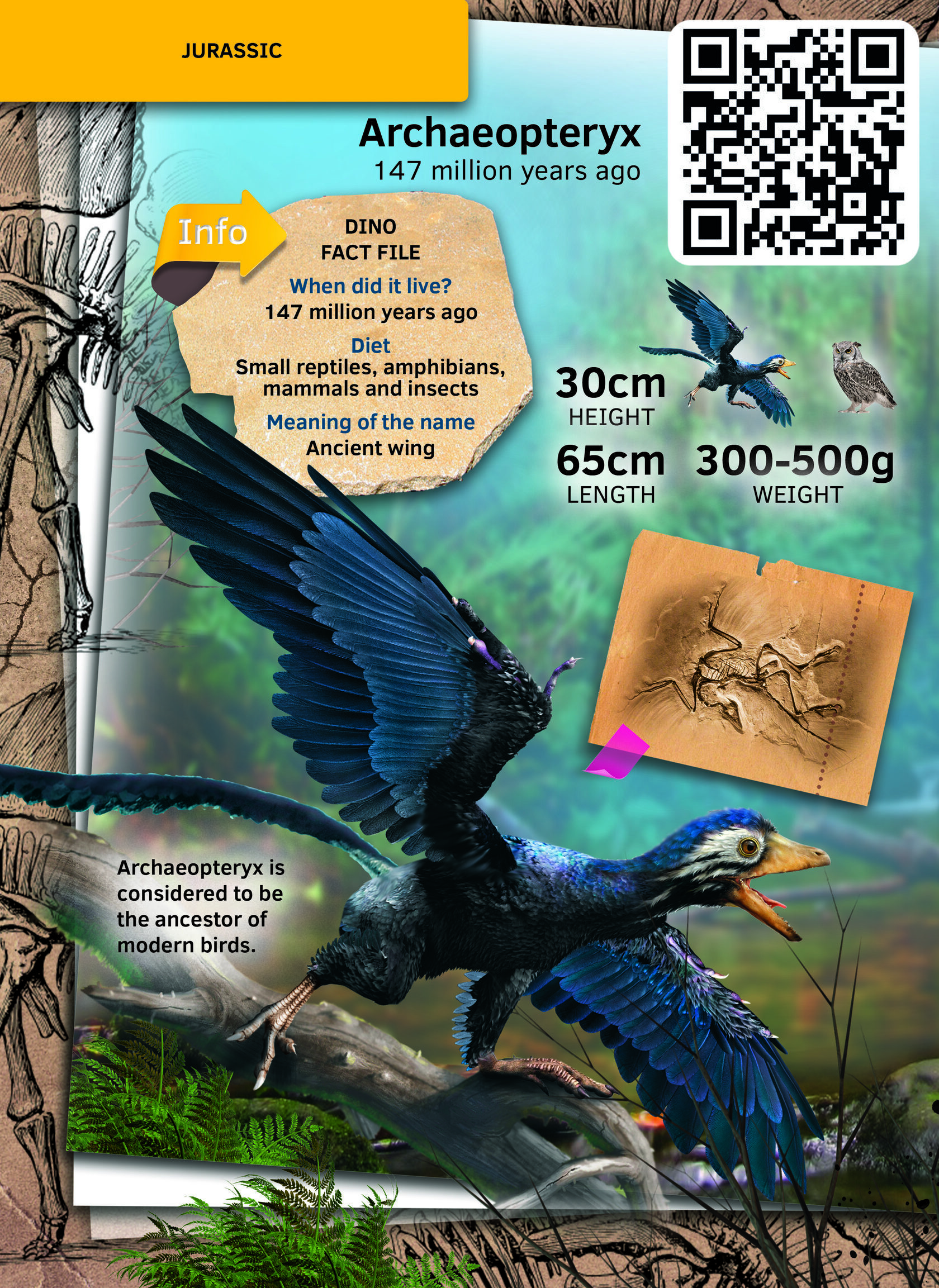 Archaeopteryx