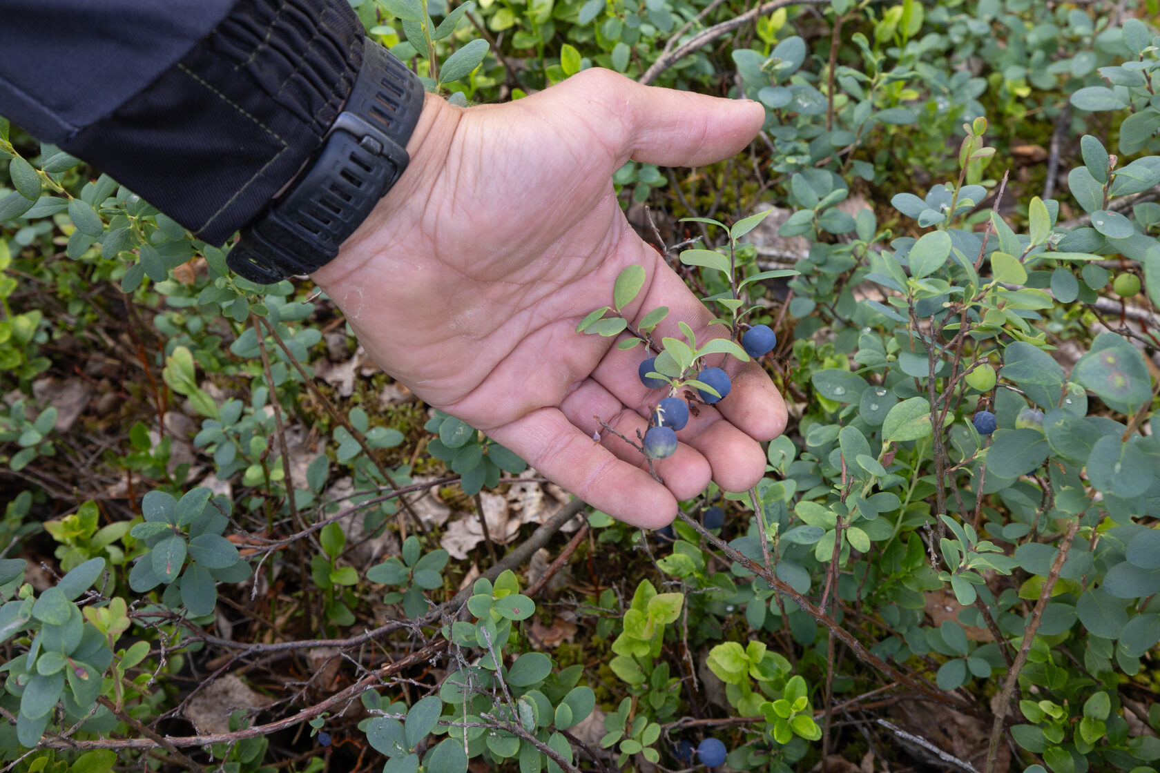 Kā atrast labas ogu un sēņu vietas