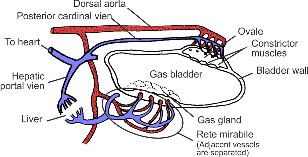 Плавательный пузырь, часть 2: Принципы работы