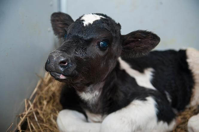 Как лечить диспепсию у телят?