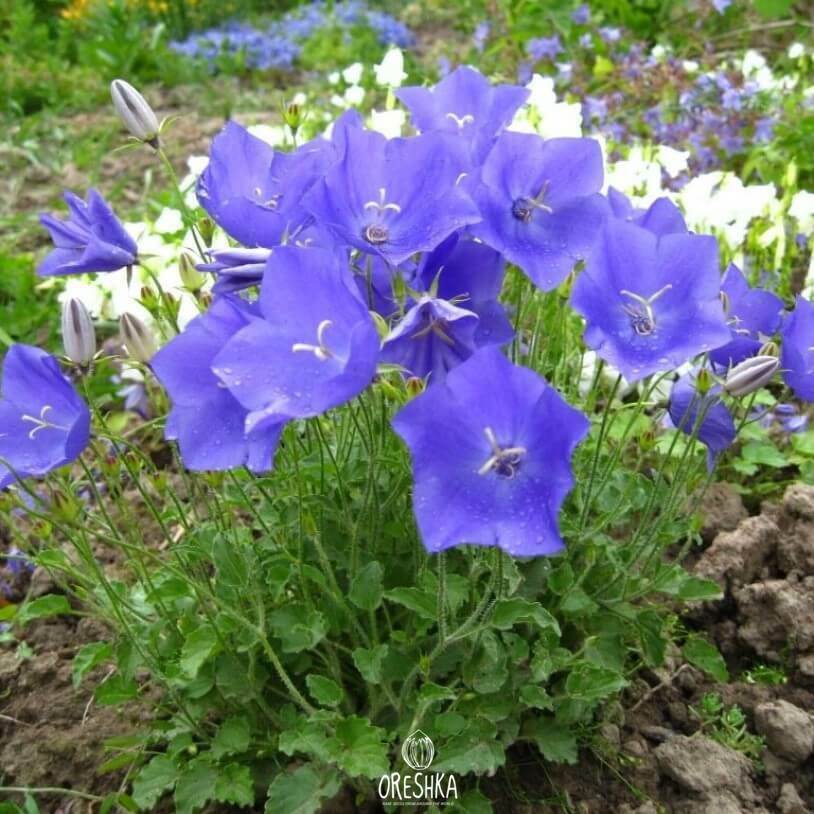 Buy Organic Campanula carpatica Seeds | Blue Clips Bellflower | Oreshka ...