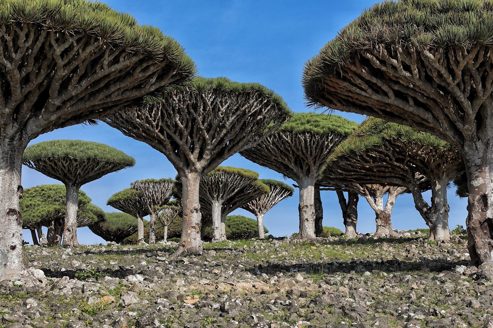 Expedition to Socotra November 2024 for 5 days. Tour to Yemen with ...