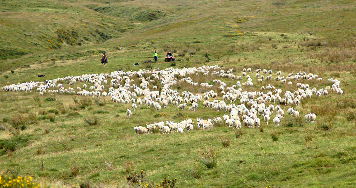 The farm - Cheviot sheep and Galloway cattle - Cnewr Estate