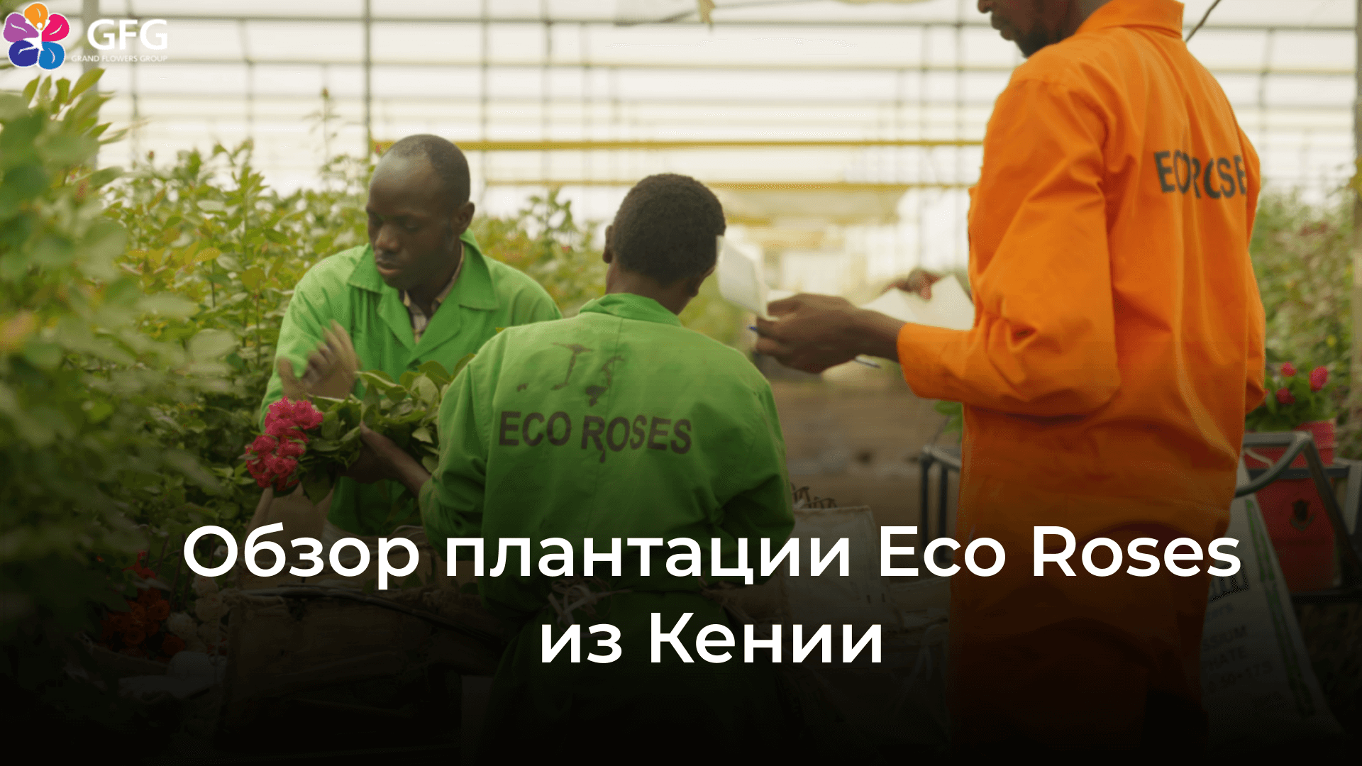 Плантация ECO Roses: обзор кенийского производителя роз