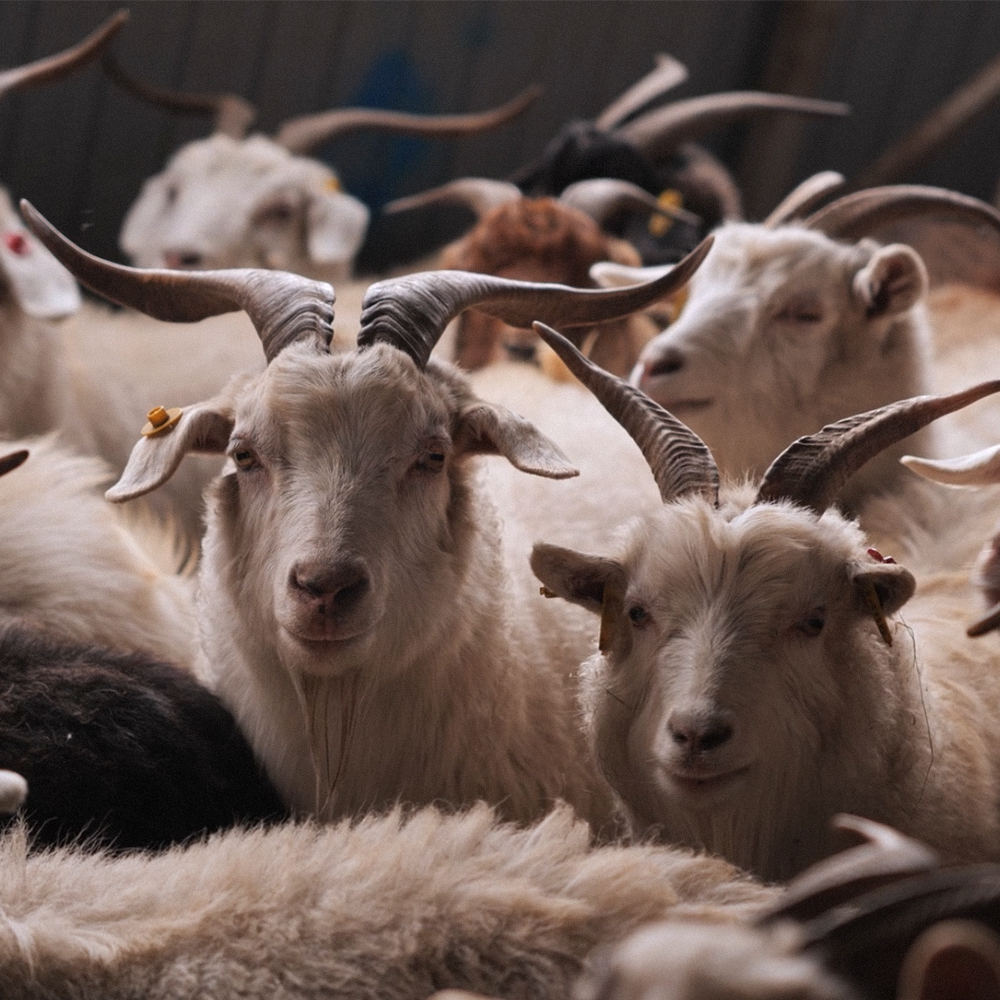 Оренбургские Пуховницы