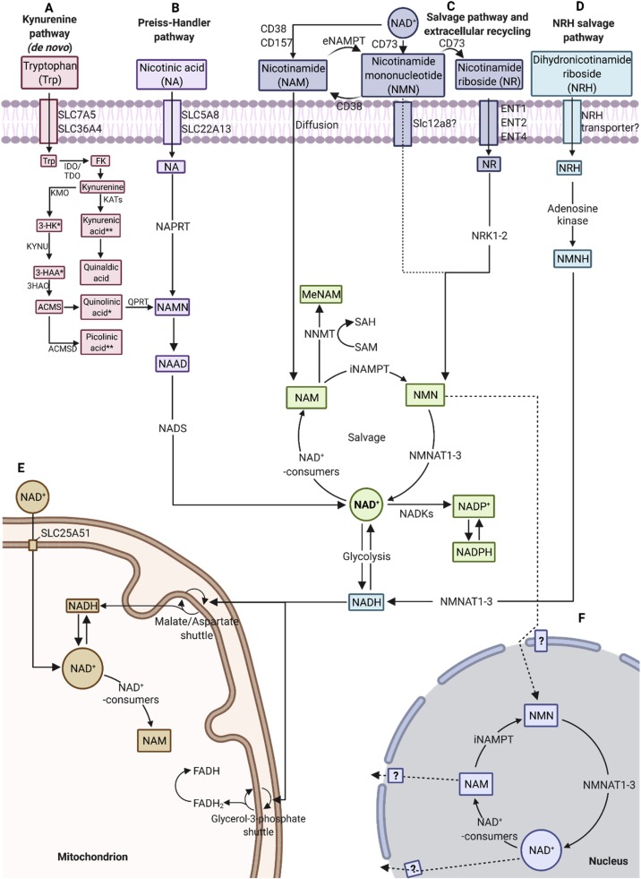 Therapies Based On Scientific Principles