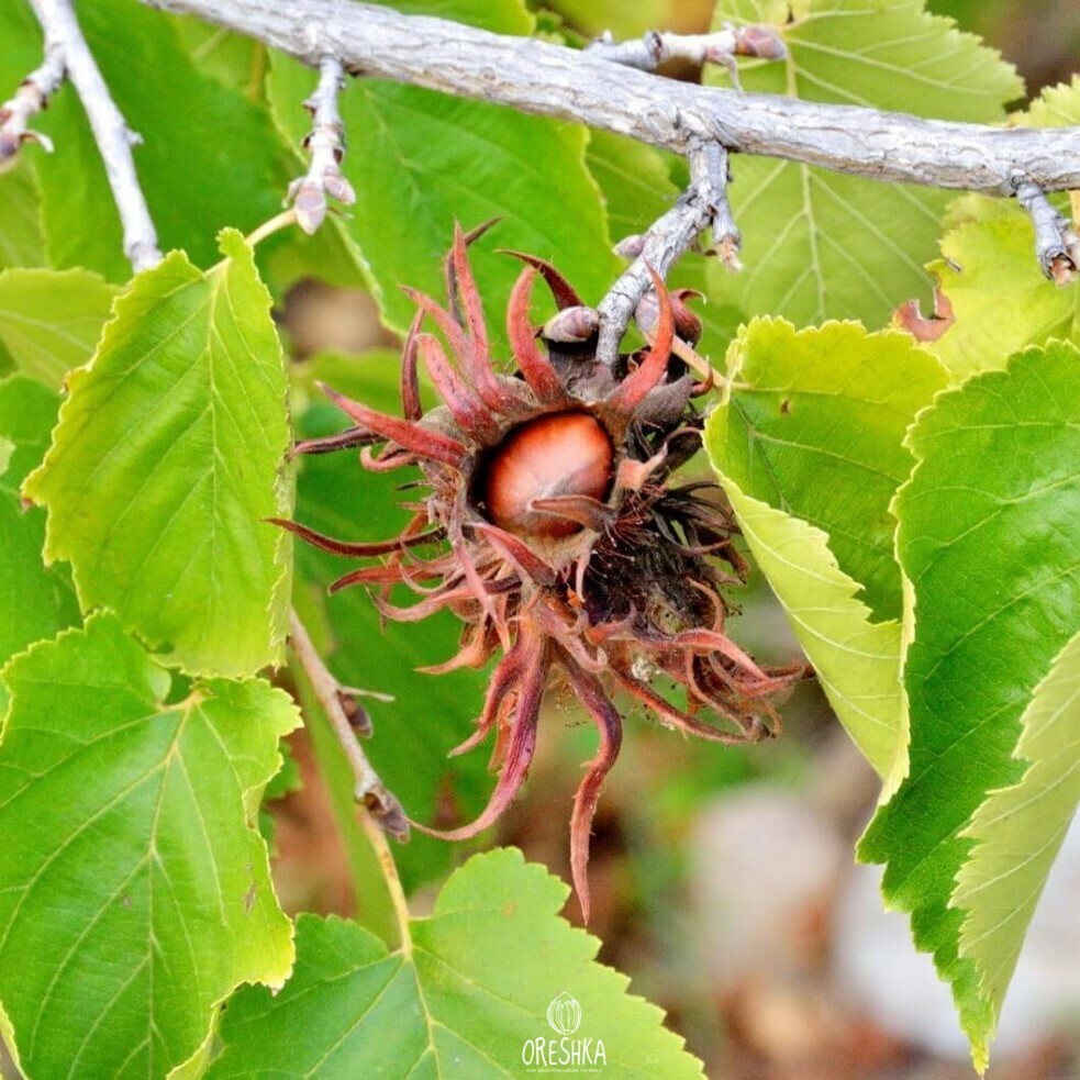 Corylus colurna fresh seeds nuts, Turkish hazel, Hazel || Oreshka seeds