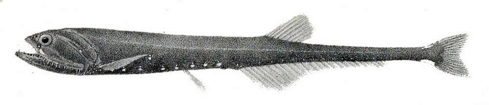 Смешные названия рыб, часть 1