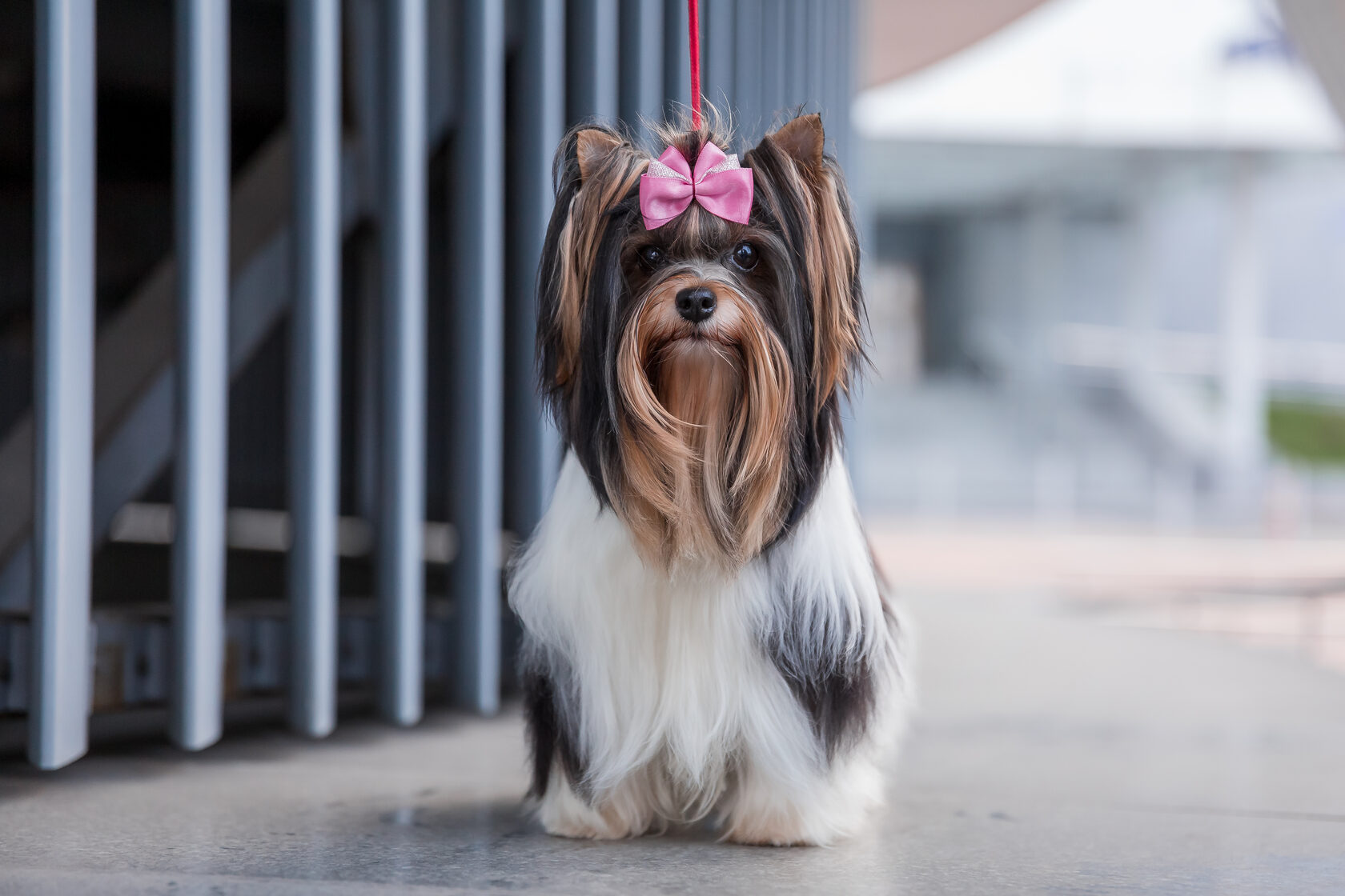 The first Biewer Yorkshire Terrier breed standard