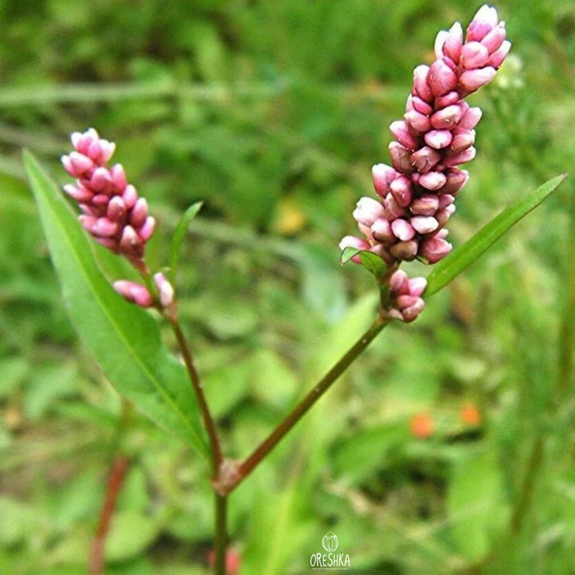 Polygonum persicaria fresh seeds, Persicaria maculosa | Oreshka seeds