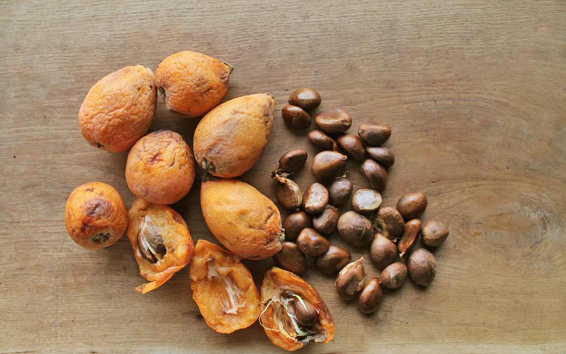 семена Мушмулы Японской