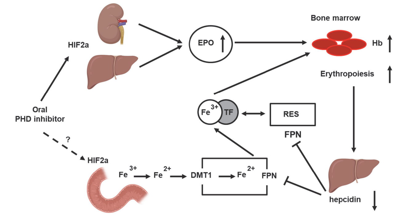 PHD1/2 | Insilico Medicine
