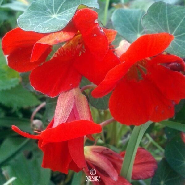 Buy Organic Nasturtium Queen of India Seeds | Vibrant Red Flowers ...