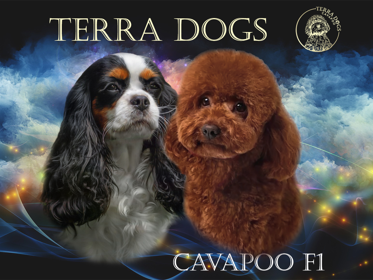 Щенки кавапу питомника Terra Dogs