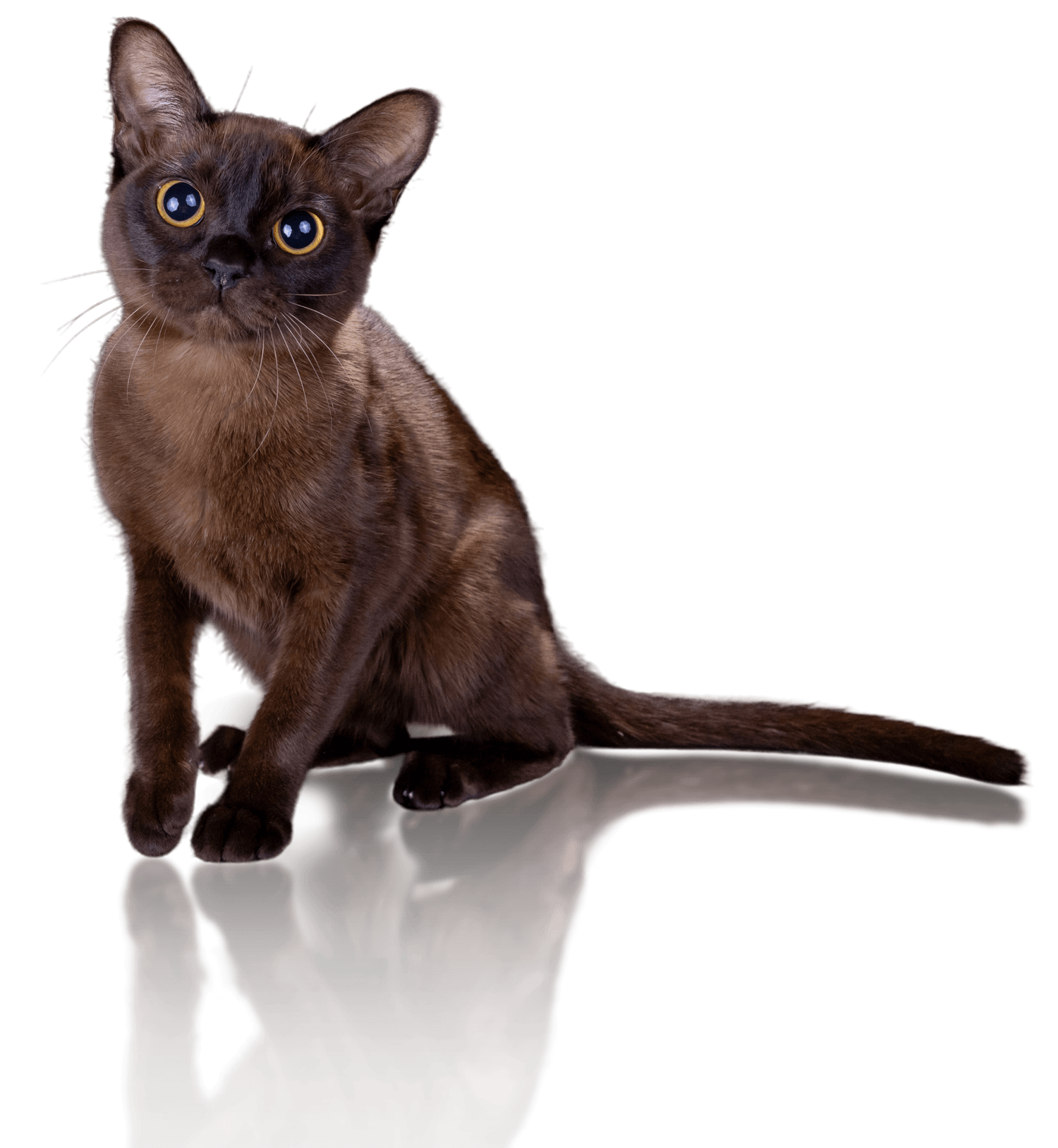 Бурманские котята из питомника WALDEGRAND