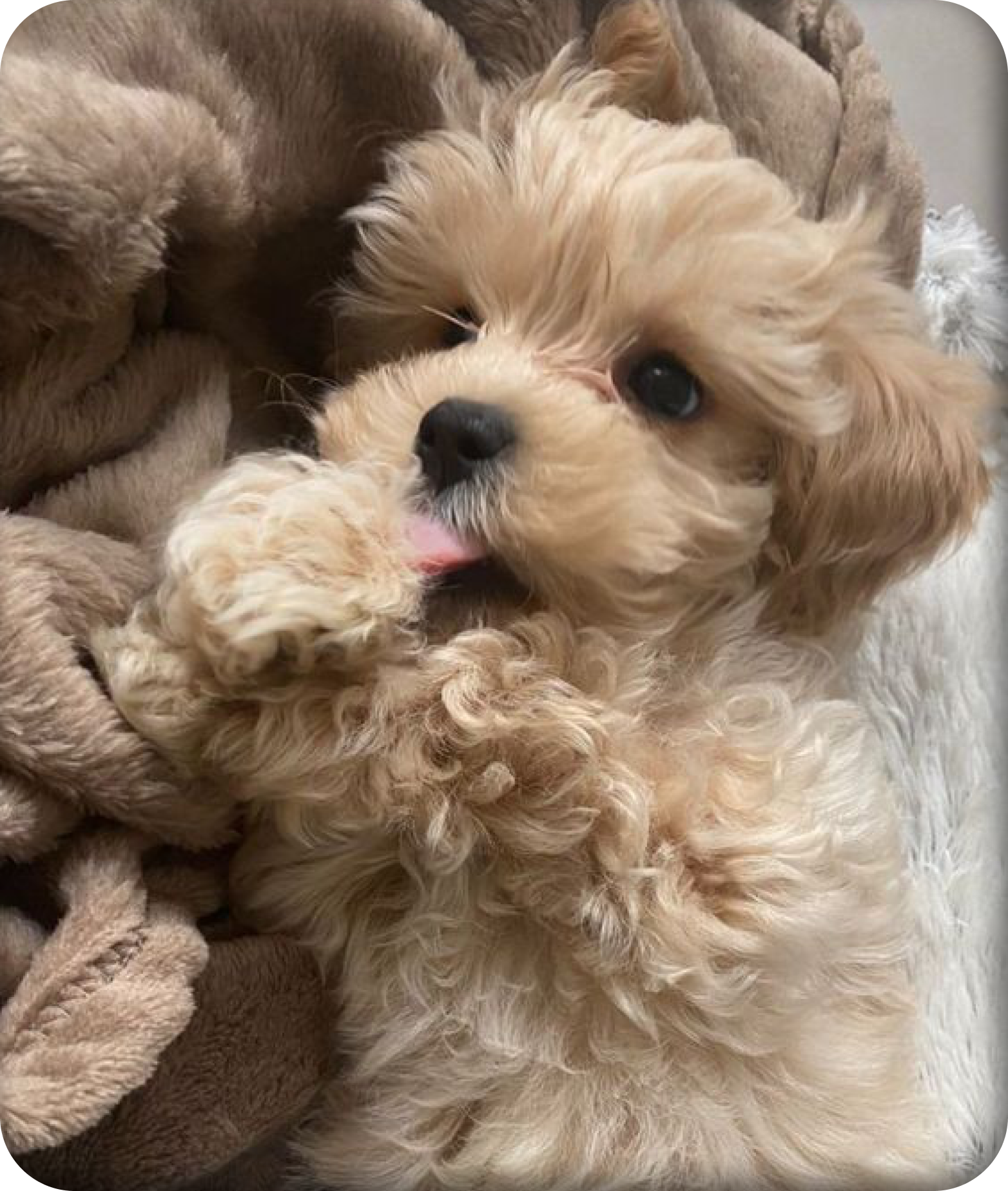 PES&CO|Груминг-салон и зоомагазин в Москве