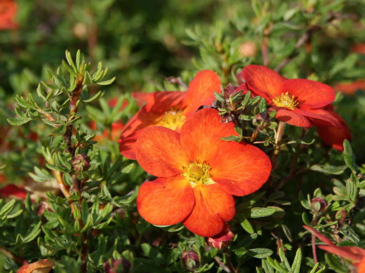 Лапчатка кустарниковая "Red Ace", Ред Айс