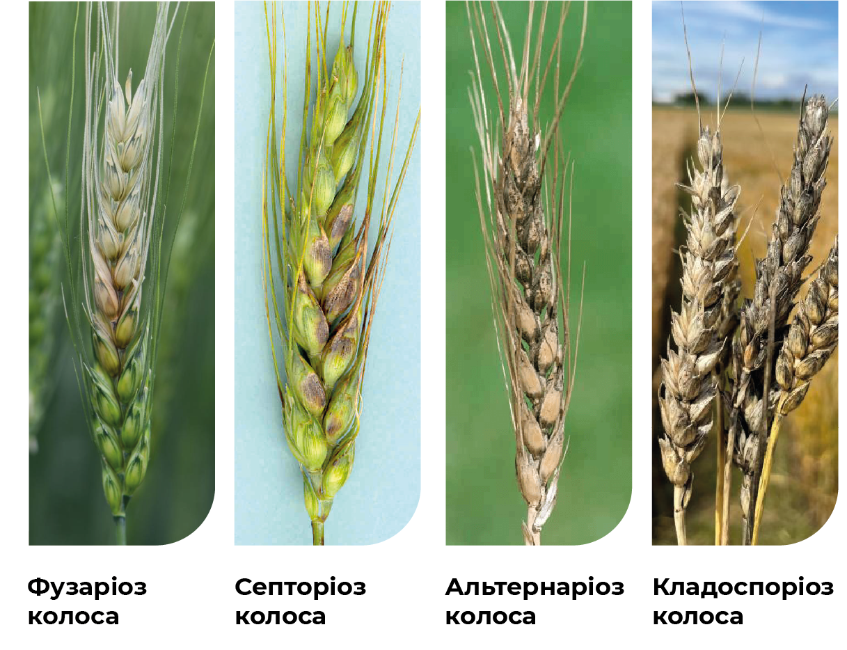 Фунгіцид АУРІС | Тебуконазол + пропіконазол + протіоконазол ...