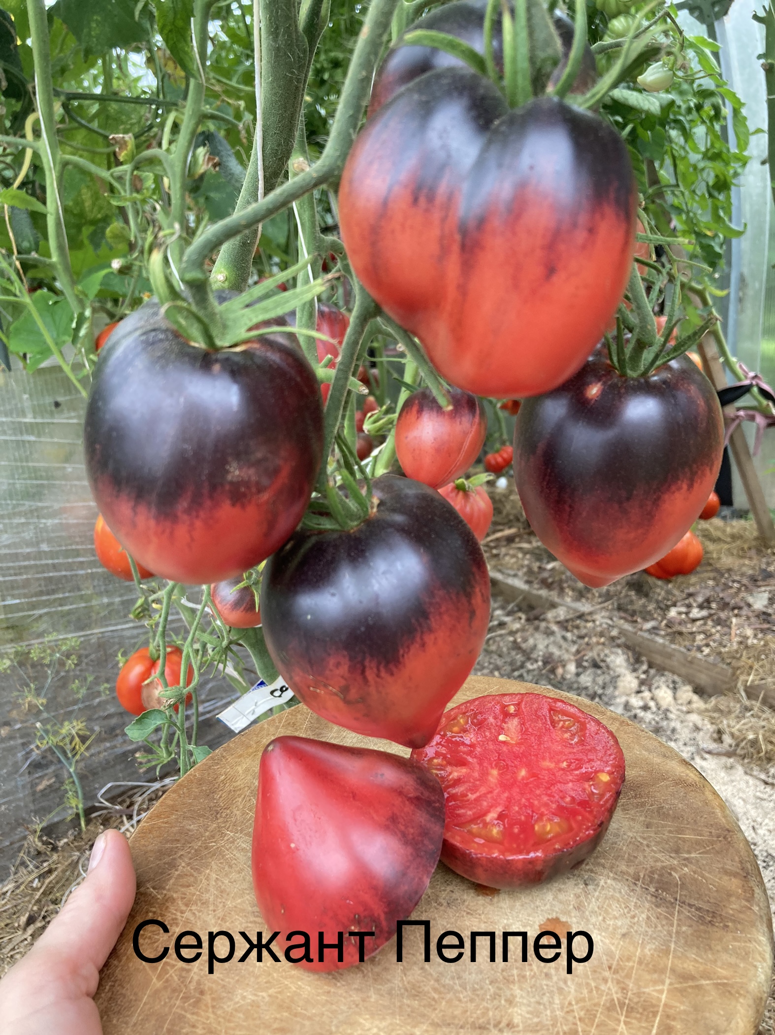 Сержант Пеппер