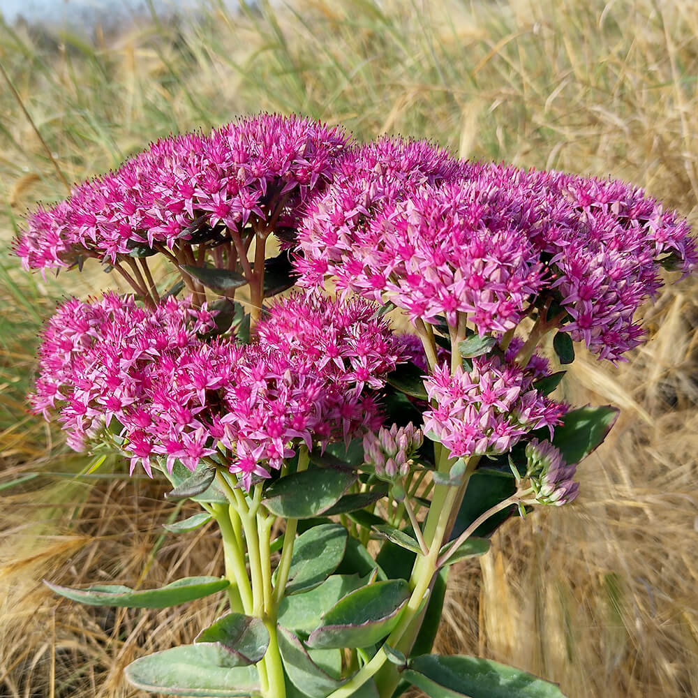 Седум (очиток) оптом | Питомник растений Малиновский
