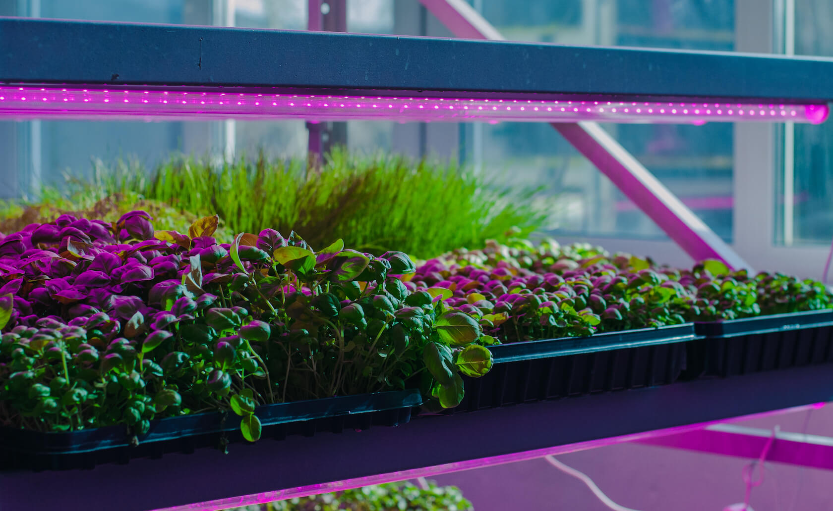 Microgreen vertical farm, 80 sq.m., Krasnoyarsk, Russia