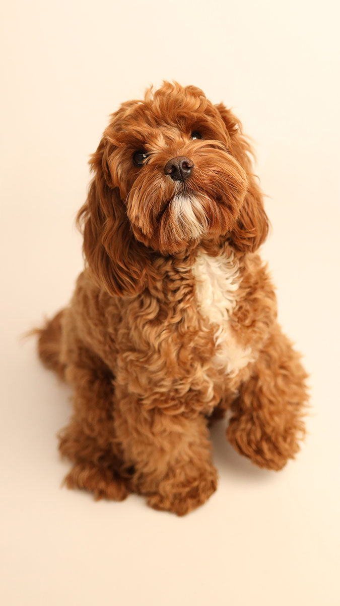 Terra Dogs. Питомник собак породы кавапу