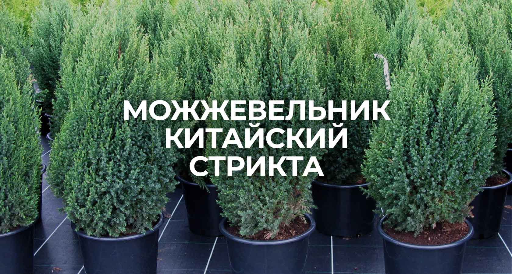 Можжевельник китайский Стрикта - купить из питомника в СПб, по цене от ...