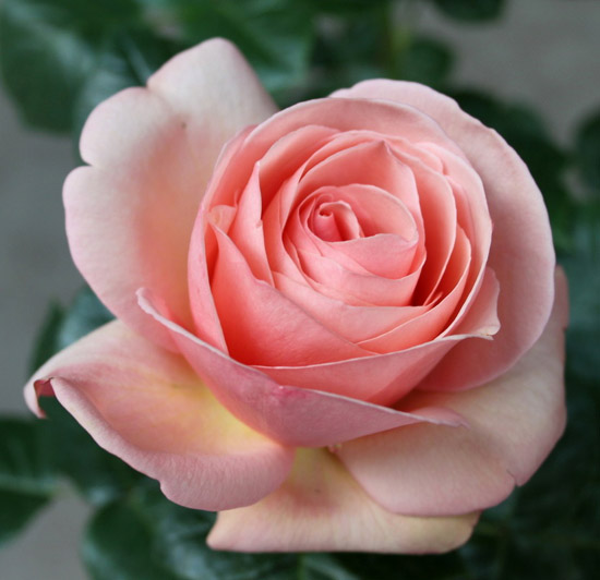 Саженцы роз купить в питомнике рядом с Москвой - Грибаново Сад