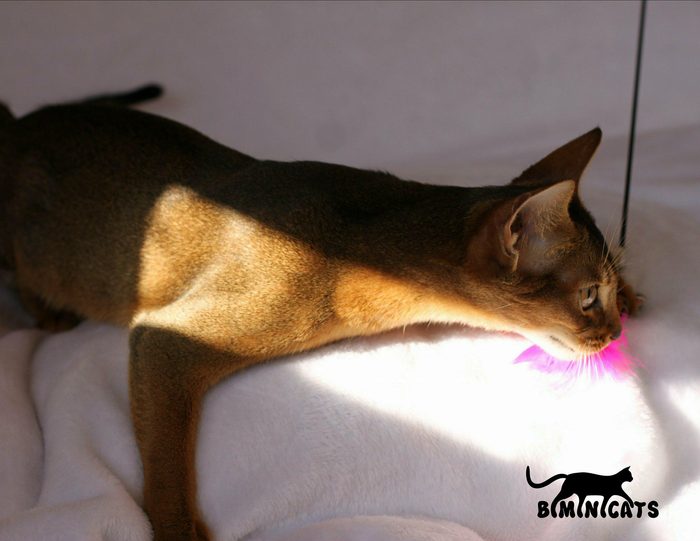 Abyssinian kittens for sale, Cats Breeder NY