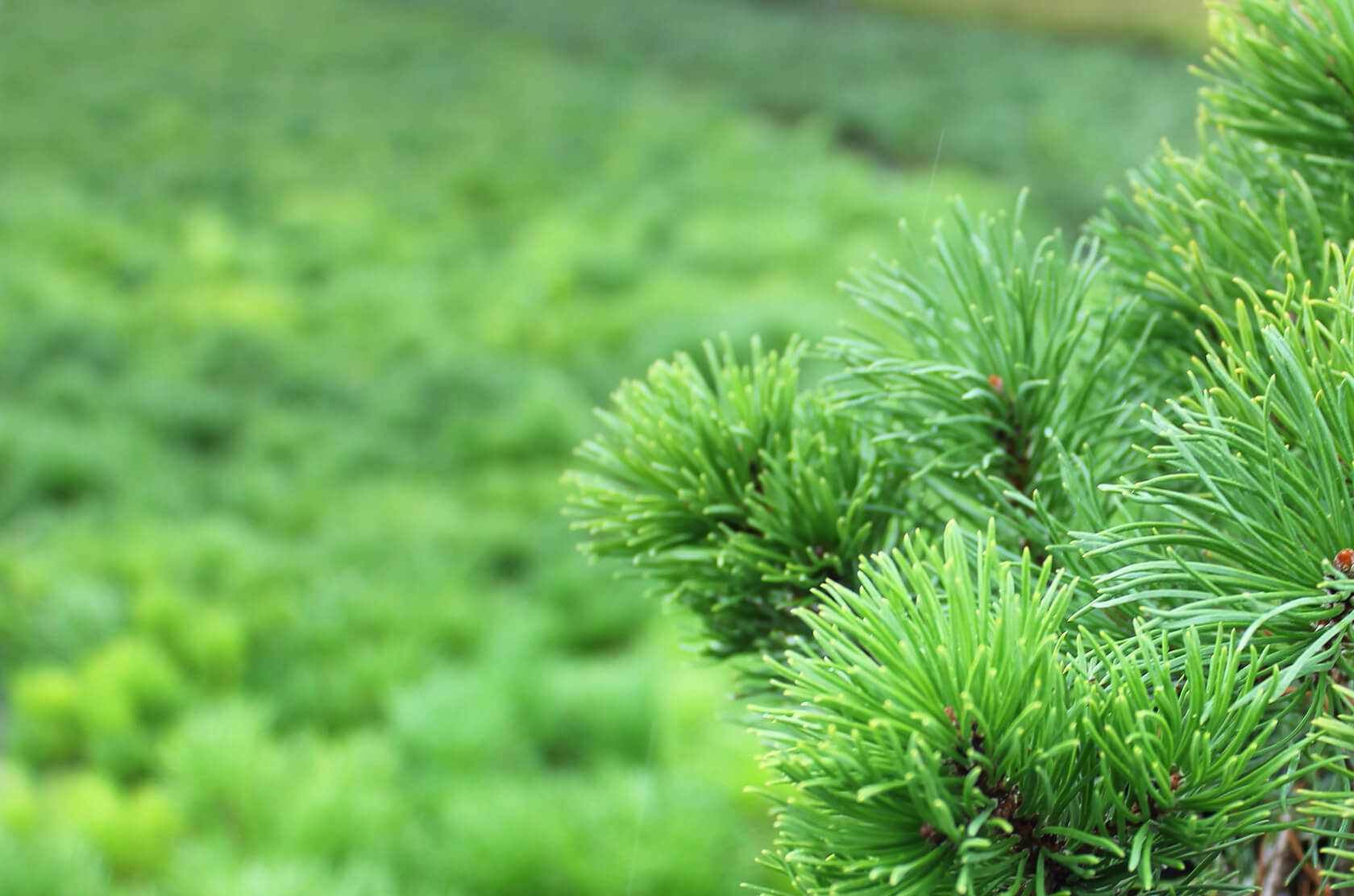 Каталог растений питомника Малиновский