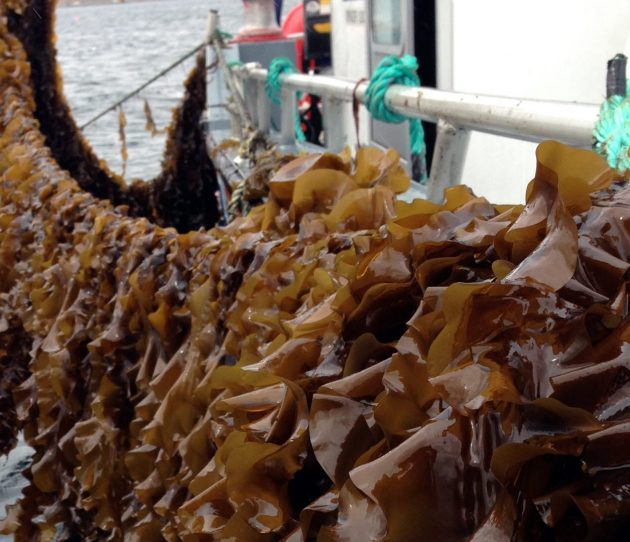 Norway Seaweed AS - from research to production of high-quality seaweed ...