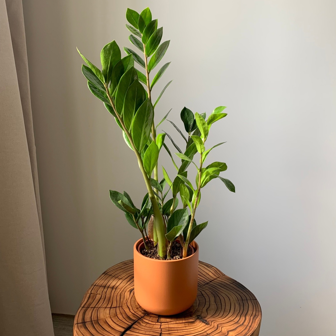Каталог комнатных растений - "Популярное" - Plants Bel House