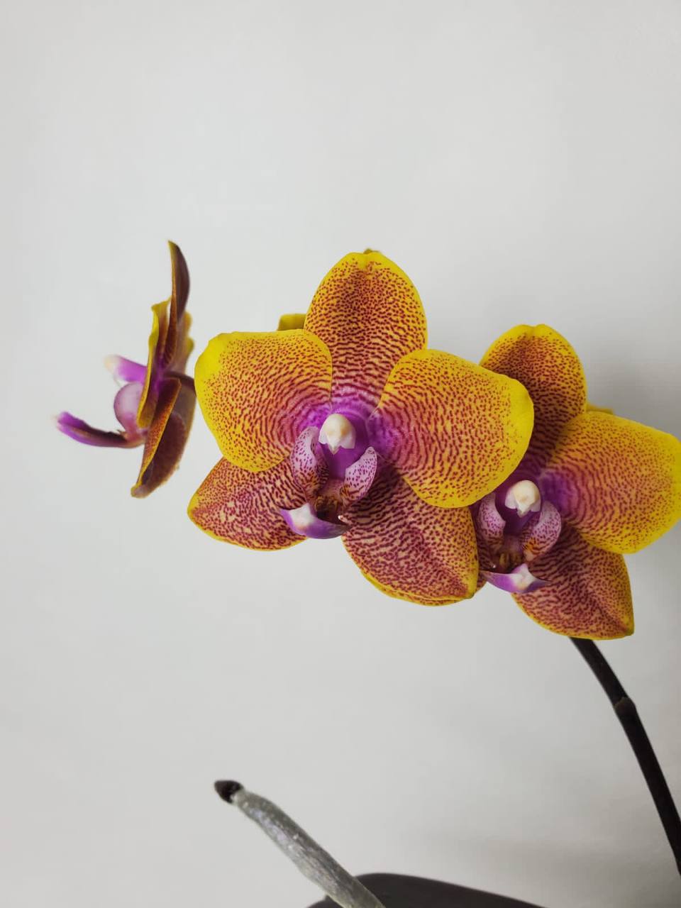 Орхидеи с доставкой в Москве и Московской области