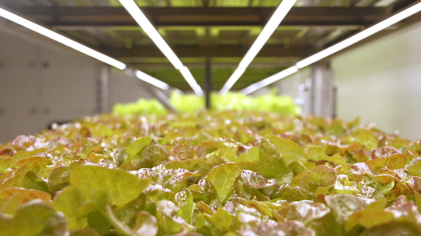iFarm showroom opens in Finland