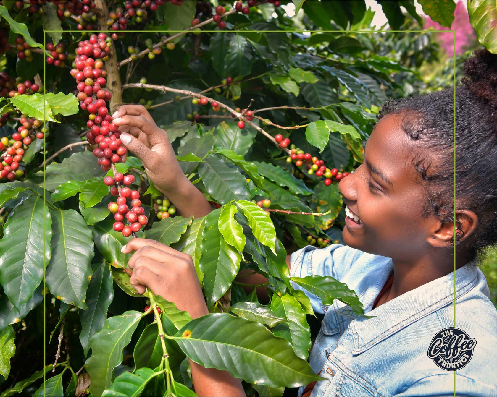 What is USDA Organic Coffee? Benefits, How to Brew, Where to Buy.