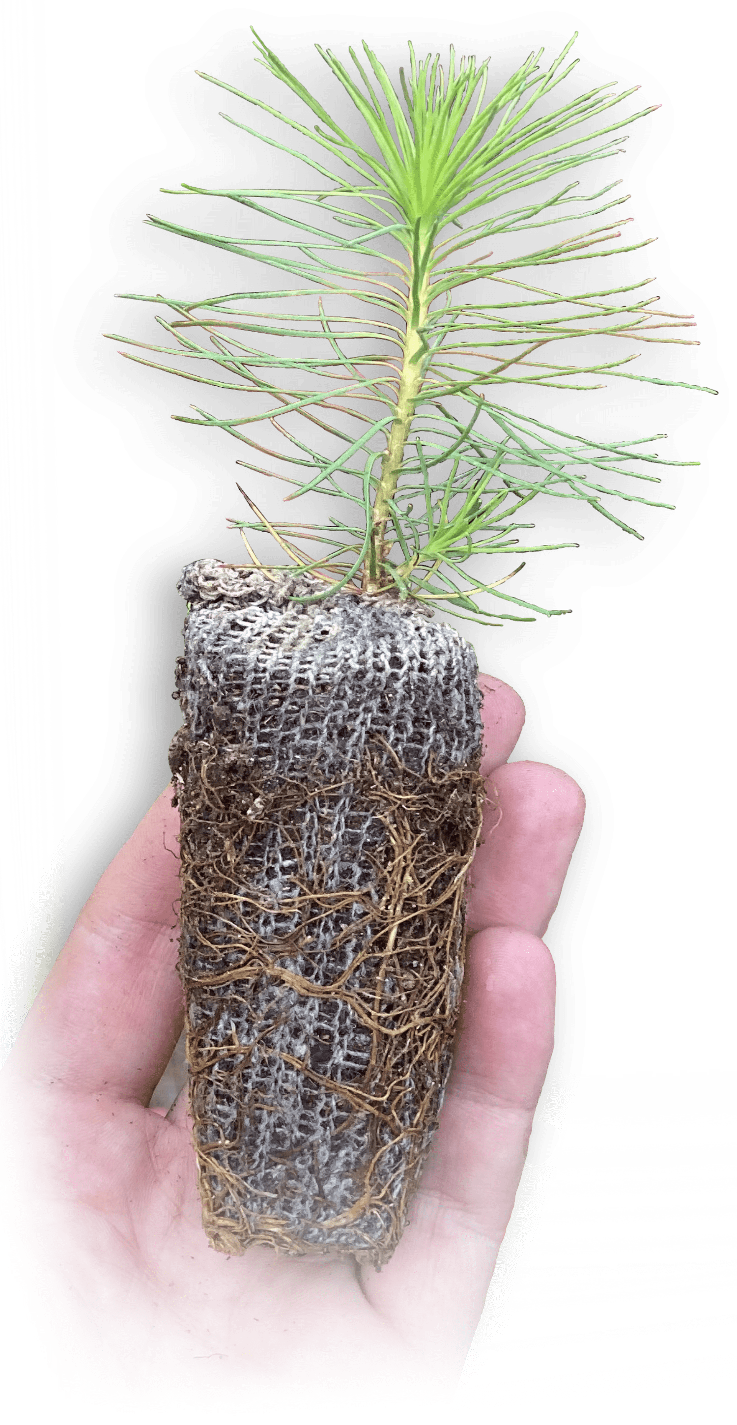 Сеянцы сосны обыкновенной ЗКС оптом для компенсационного лесовосстановления