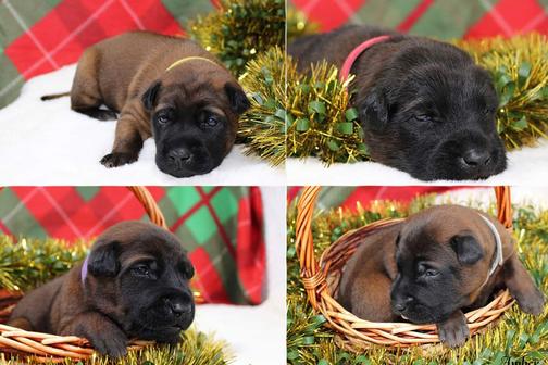 Щенки тайского риджбека из питомника Amber Forge