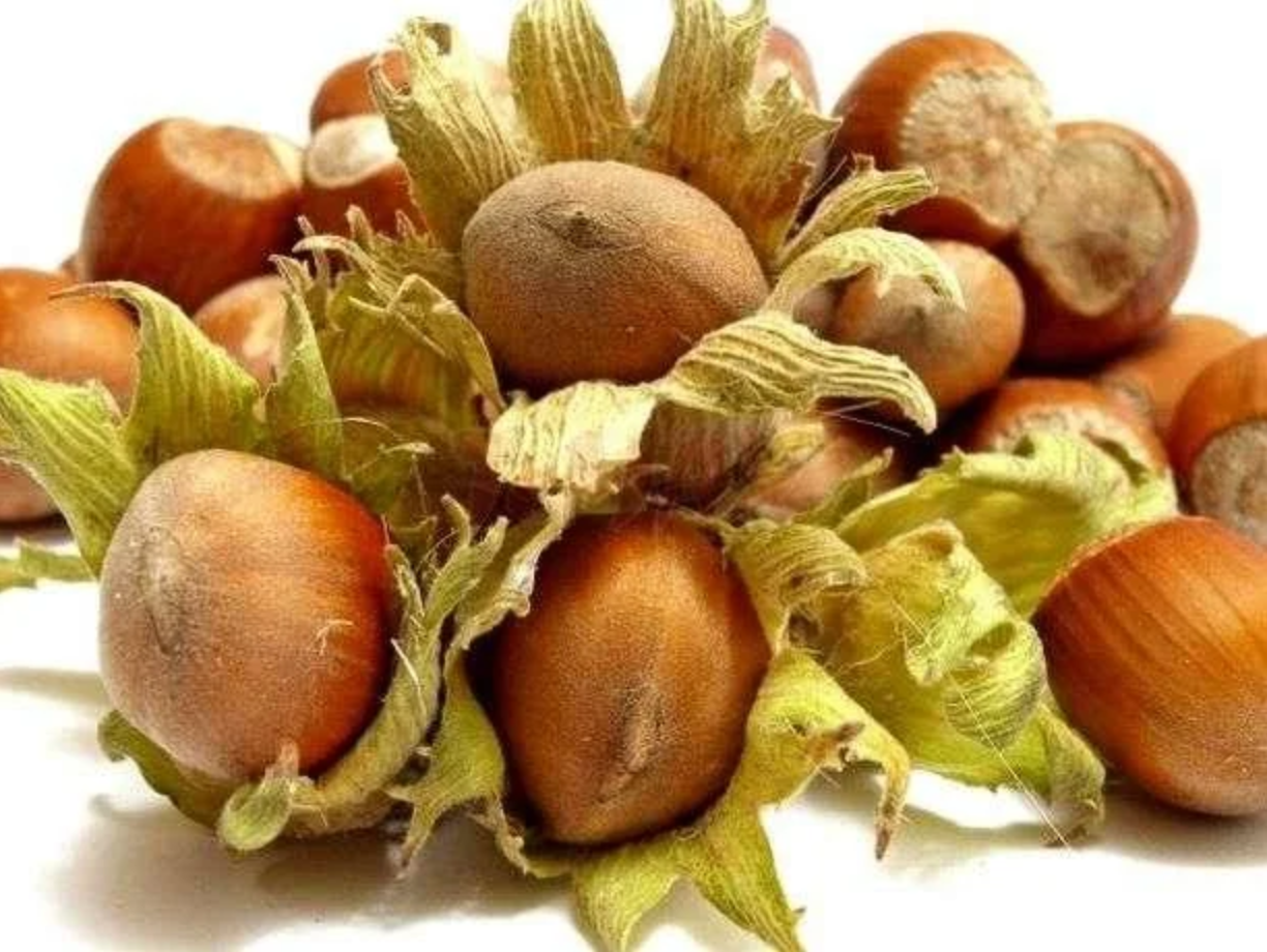 Фундук Каталонський чернівецького розсадника в інтернет-магазині ...