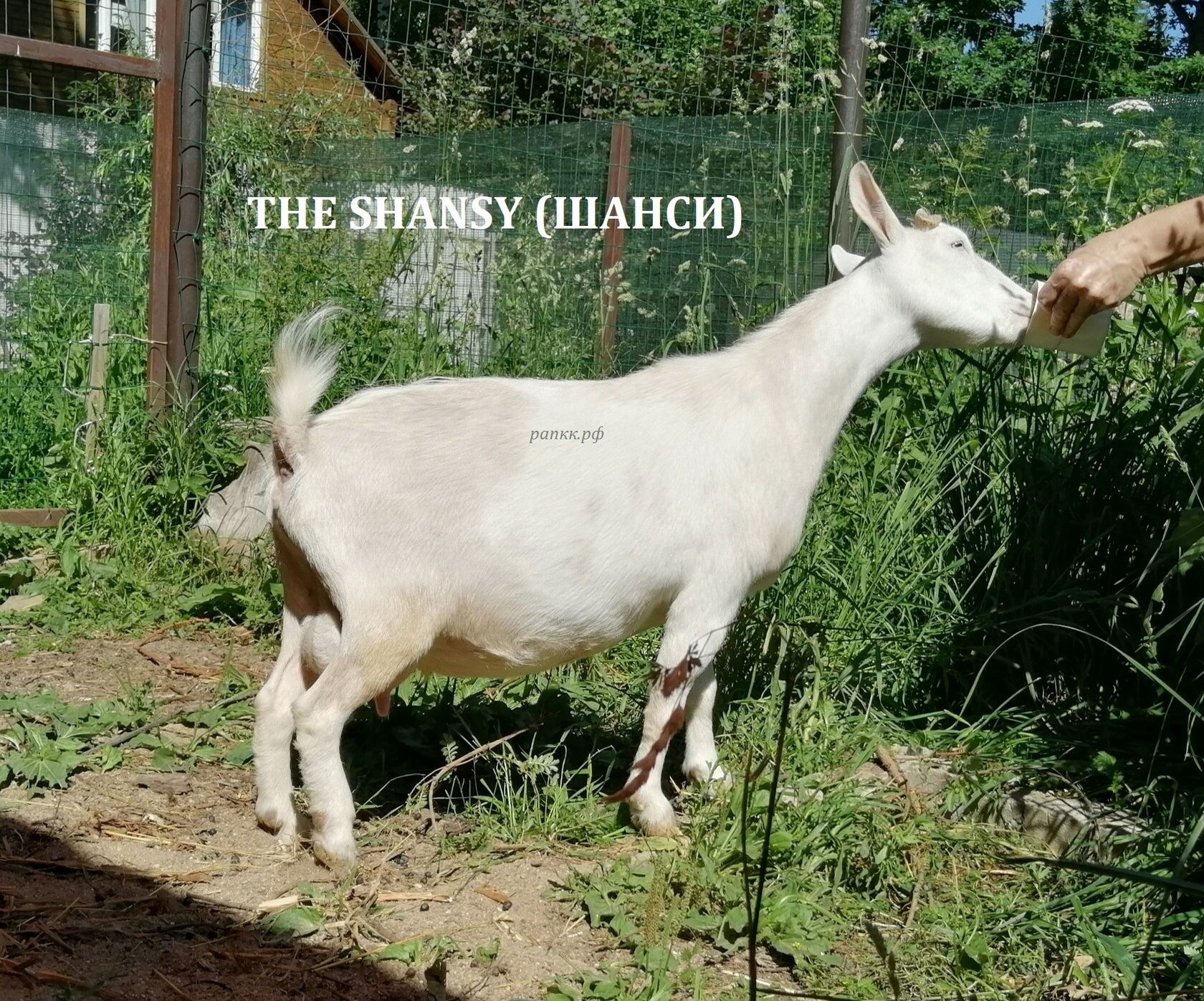 The SHANSY (Шанси)