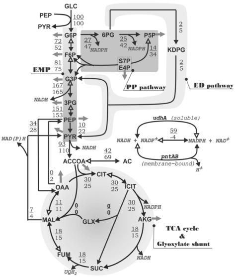 Metabolic engineering and selection of microorganisms